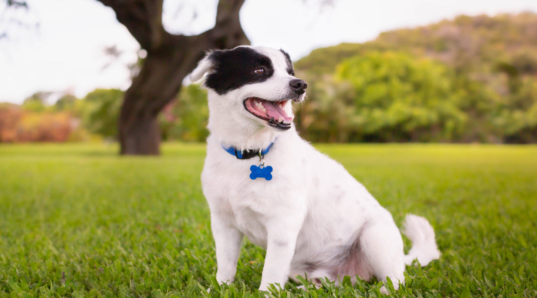 Tag Tales – Quick-Tag