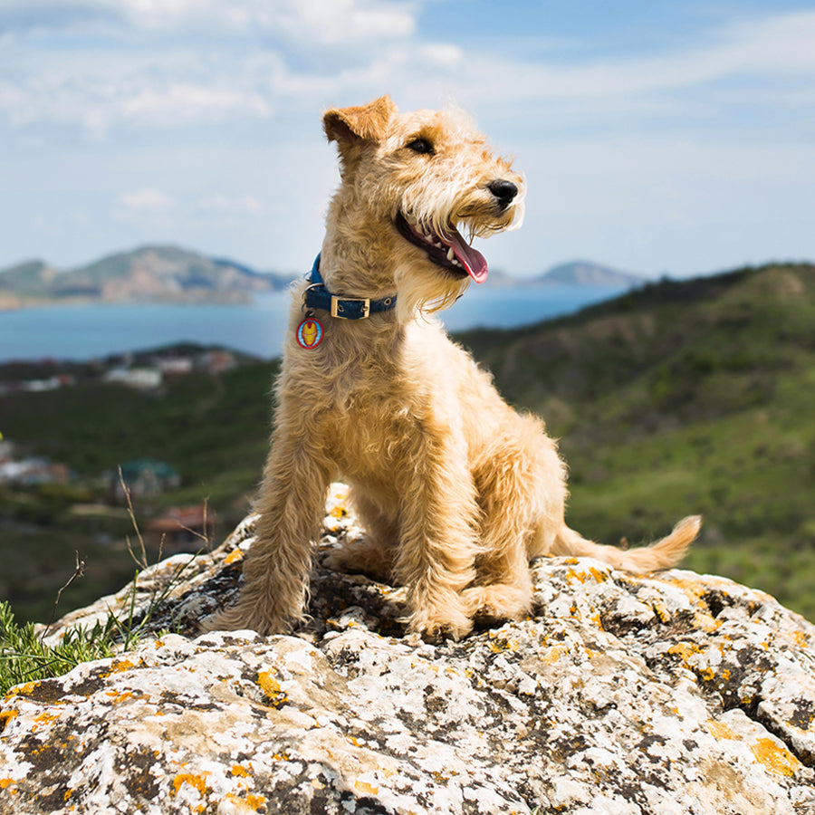 MARVEL Avengers Iron Man Pet ID Tag, Large Circle – Quick-Tag