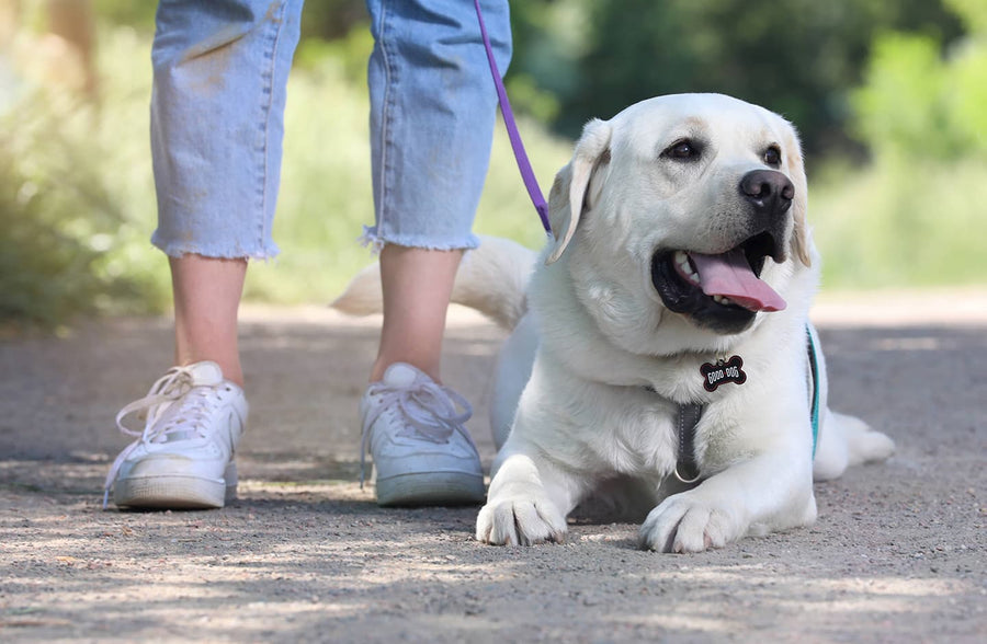 Welcome to the Quick-Tag Pack