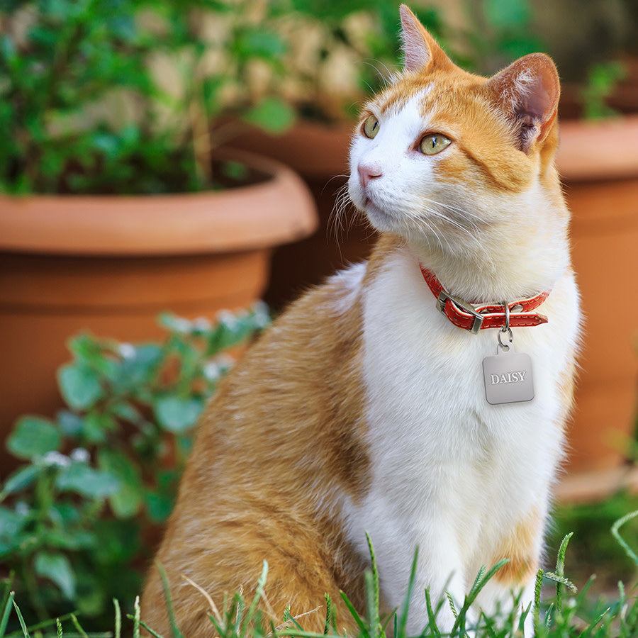 Square Pet ID Tag – Quick-Tag